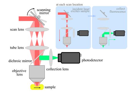 Basic Math For Two Photon Fluorescence Microscopy Vision Tech Insights