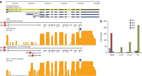 Alternative Splicing Of Grmzm2g147687a Genome Browser Shows The