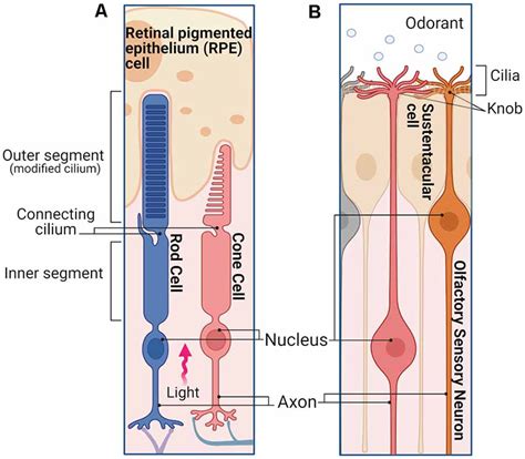 Bipolar Neuron Eye