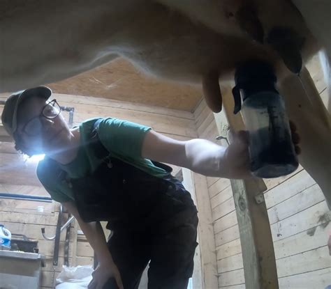 HOW TO Milk A Cow Made EASY Each Step And Setup For BEGINNERS Homesteady