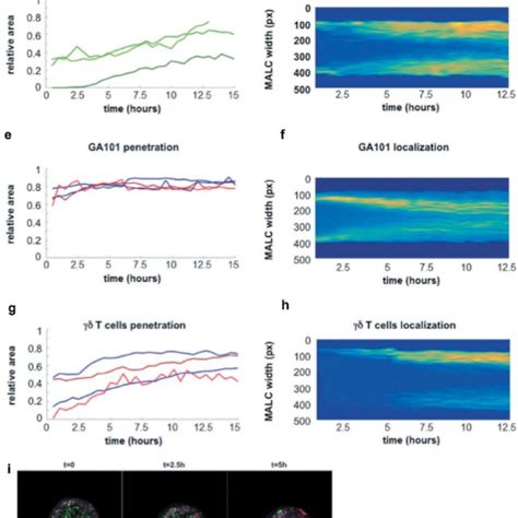 Visualization Of γδ T Cells And Mabs Penetration Within The Malc