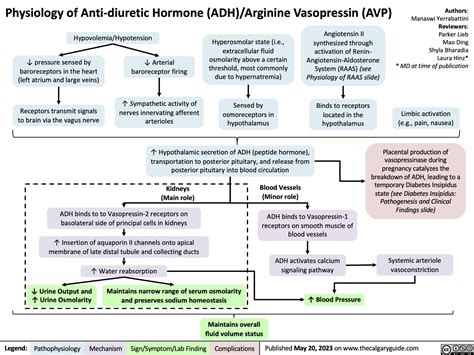 Physiology Of Anti Diuretic Hormone Adharginine Vasopressin Avp Calgary Guidecalgary Guide