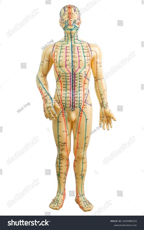 Chinese Acupuncture Chart