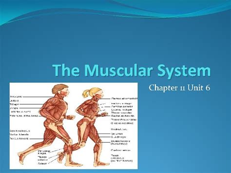The Muscular System Chapter 11 Unit 6 The