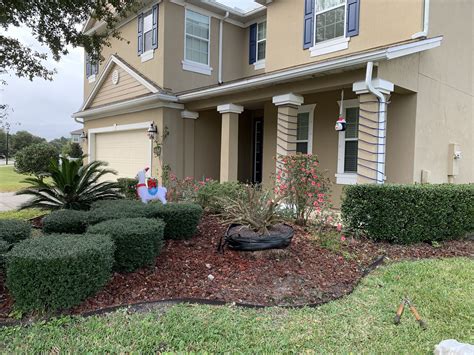 Huge Ilex Schilling Prebonsai Bonsai