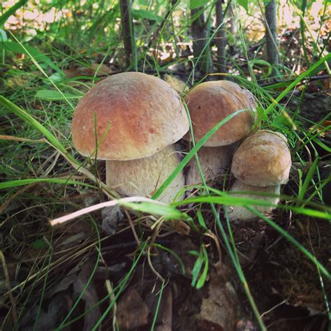 Конкурс на самый красивый гриб — Сообщество Грибники Drive2 на Drive2