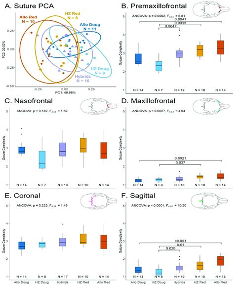 suture complexity comparisons between tamiasciurus groups values on