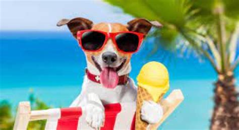 How To Keep A Dog Cool In The Summer Heat At Tammy Jackson Blog