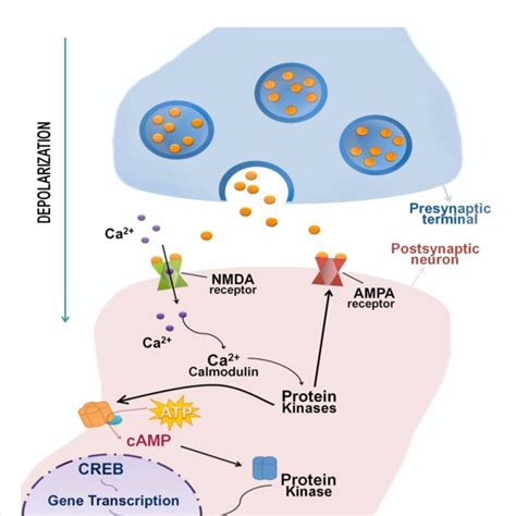 Effects Of Anodal And Cathodal On Membrane Polarization Figure In The Download Scientific
