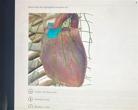 Solved 8what Does The Highlighted Structure Docreate Red