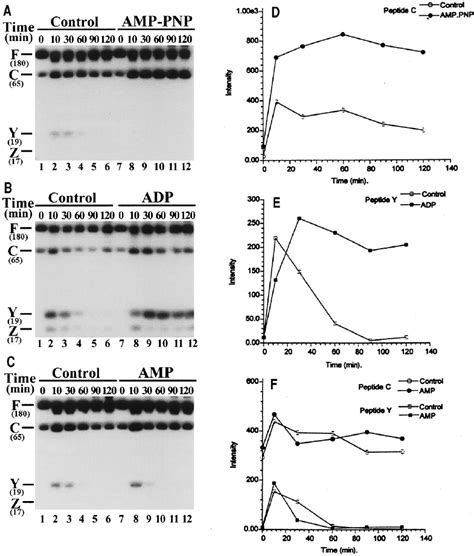Effects Of Nucleotide Ligand Binding On Typsin Digestion Of Pgp 30 μ G