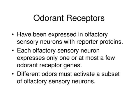 Ppt Some Behaviour Associated With Olfaction Two Olfactory Subsystems Main Vomeronasal