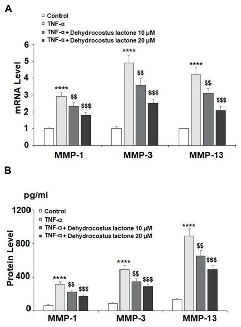 Dhc Reduced Tnf α Induced Expression Of Mmp 1 Mmp 3 And Mmp 13 Cells Download Scientific