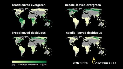 The Global Biogeography Of Tree Leaf Form And Habit Crowther Lab