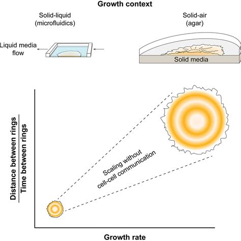 Intrinsically Robust And Scalable Biofilm Segmentation Under Diverse