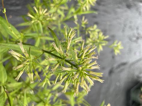 Phlox Wanda North Carolina Extension Gardener Plant Toolbox