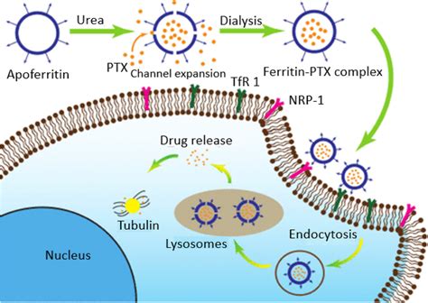 Schematic Illustration Of Functionalization Of Ferritin With