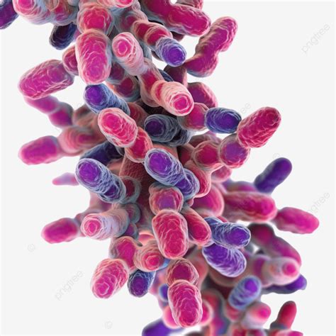 Pasteurella Multocida 세균성 병원성 경로 좁은 길 인포그래픽 도표 Png 일러스트 및 이미지 에 대한 무료 다운로드 Pngtree