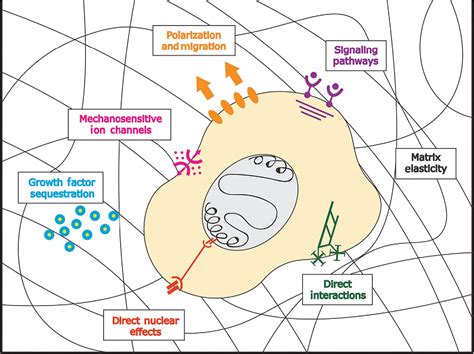 Figure From The Physical And Biochemical Properties Of The Extracellular Matrix Regulate Cell