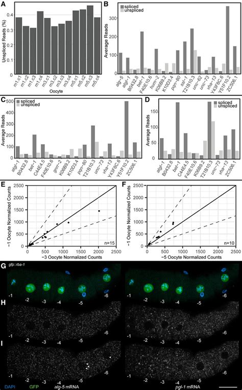 Rna Velocity To Assess Nascent Transcription In Arrested Meiosis I