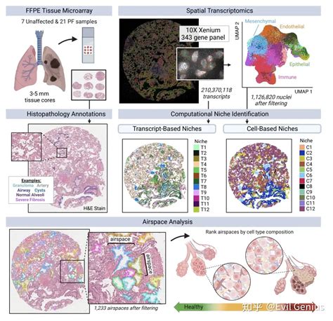 空间转录组cell Niche（流程试用版）seurat Niche Csdn博客