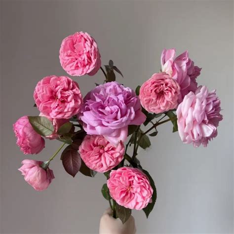 Happy Piano Rose Elegant Garden Rose Fast Growing Plant