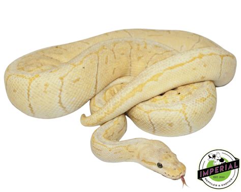 Banana Lemonblast Ball Python Adult For Sale Imperial Reptiles Imperial Reptiles And Exotics