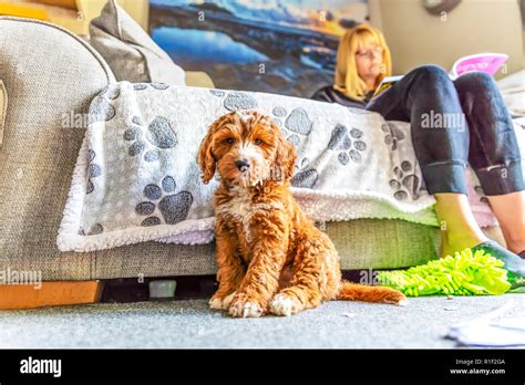 Chiots Cockapoo Cocker Caniche Croisée Chiot Chiots Cockapoo