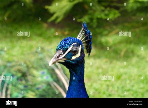 Bird Eye Organ Feathers Peacock Crest Colors Colours Nature