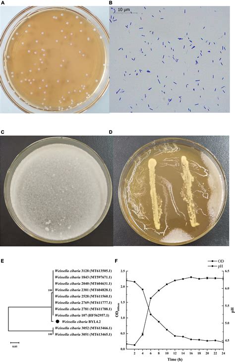 Lactobacillus Casei Colony Morphology