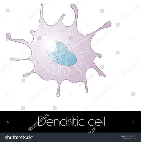 Dendrites Over 2163 Royalty Free Licensable Stock Vectors And Vector