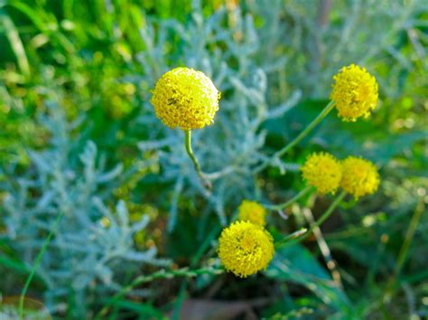 Picasso Food Forest Efua