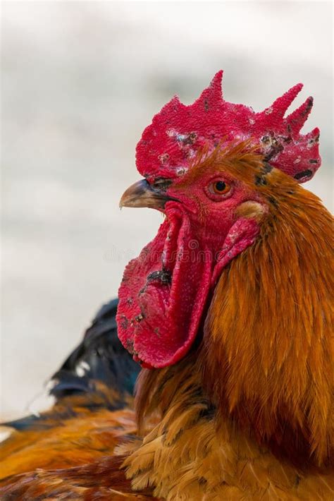 Portrait Of The Cockerel Close Up Head Of Bird Stock Image Image Of