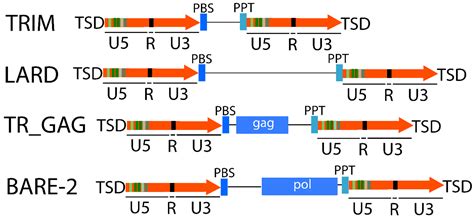 Retrotransposons In Plant Genomes Structure Identification And