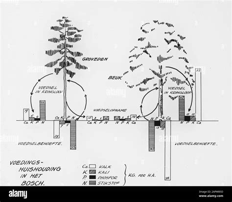 Nutrient In The Forest Schematic Representation Of The Cycle Date
