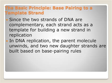 Dna Replication Ppt Download