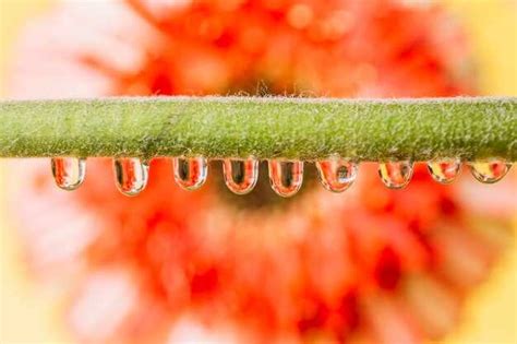 Metronidazole For Ringworm
