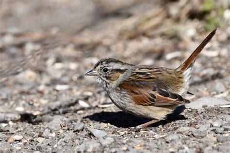 23 Species Of Sparrows In Alberta Id And Song Guide