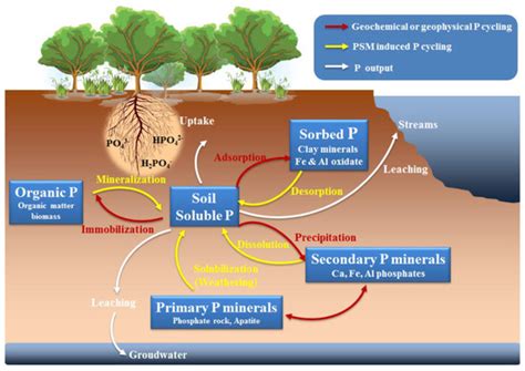 Phosphate Solubilizing Microorganisms Encyclopedia Mdpi