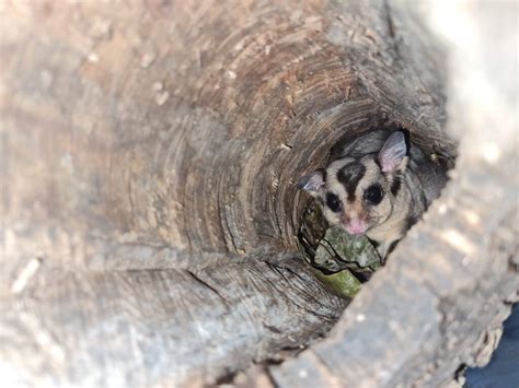 Repurposing An Invasive Tree Species Using Habitat Creation As Shown