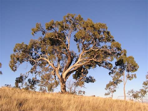 Gold Traces Discovered In Eucalyptus Trees In Australia Ibtimes Uk