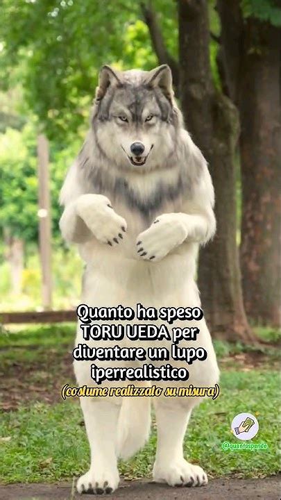Quanto Ha Speso Toru Ueda Per Diventare Un Lupo Youtube