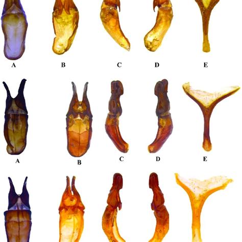 Leucopholis Spp 1 Leucopholis Lepidophora 2 Leucopholis