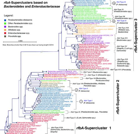Rfba Superclusters And Contextualization Of Rfba Typing System For The Download Scientific