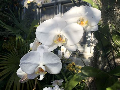 Every Goddamn Day 09 14 25 Orchids — Like Sex Dolls For Bees