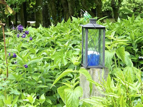 New Cottage Garden Anke De Vries