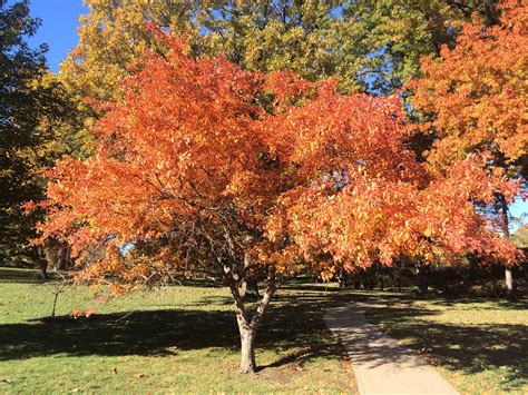 Crabapple Fall Color Malus Robinson Powell Gardens Flickr
