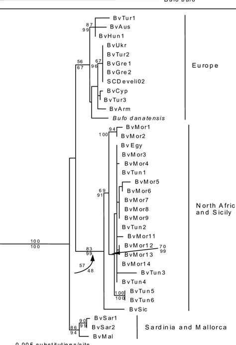 One Of Two Ml Trees Estimated From The Combined Mtdna Sequences