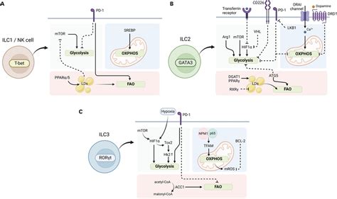 Immune Network
