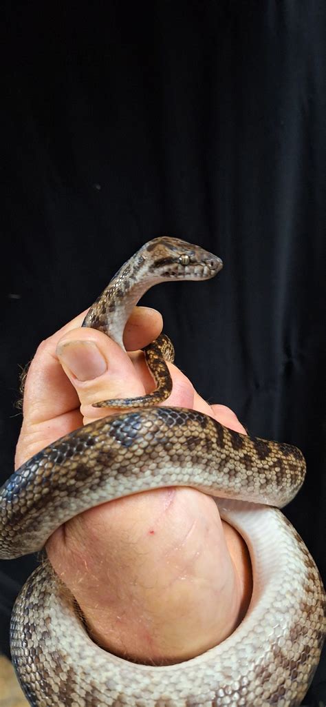 ADULT FEMALE SPOTTED PYTHON Reptile Mart